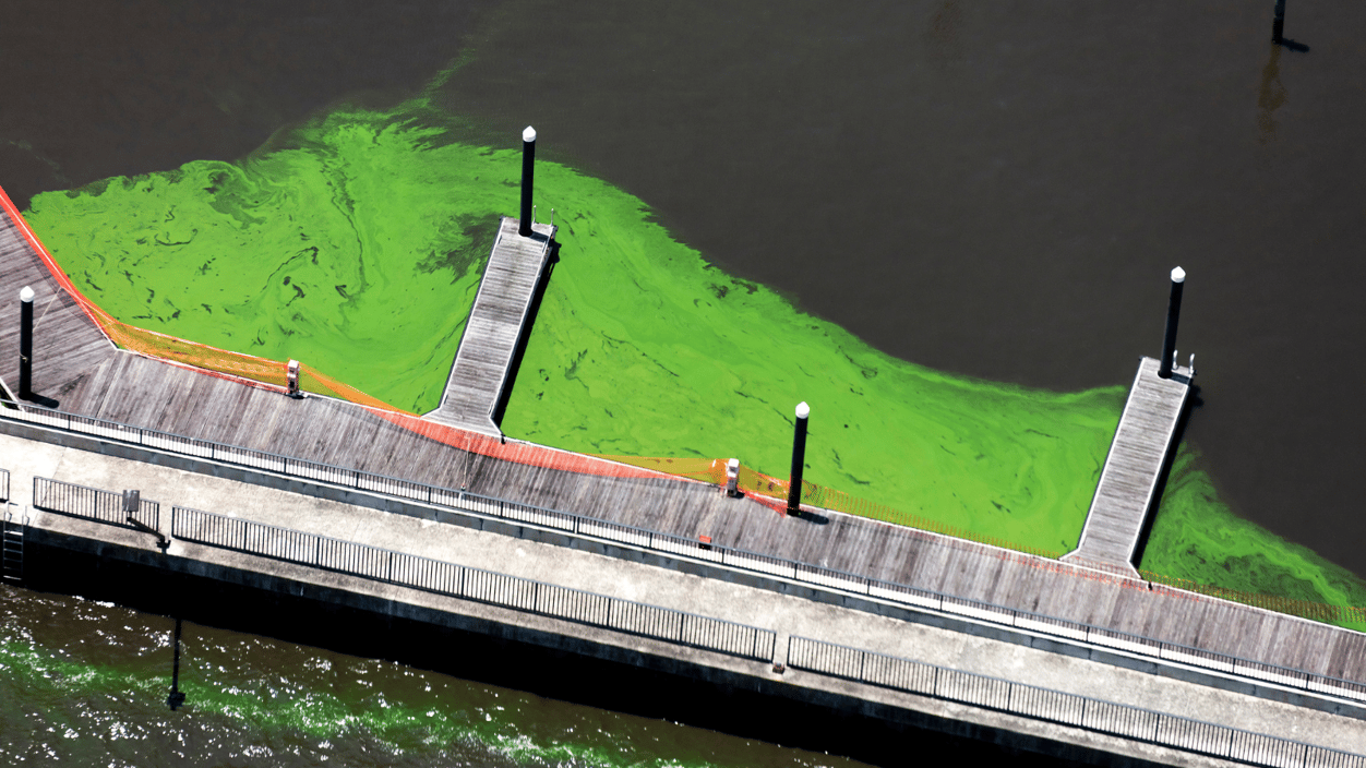 Lakes in Crisis: Tackling Harmful Algal Blooms
